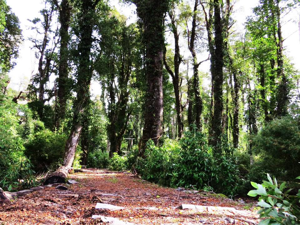 La Posada de El Taique: La defensa selvática de una familia en medio ...