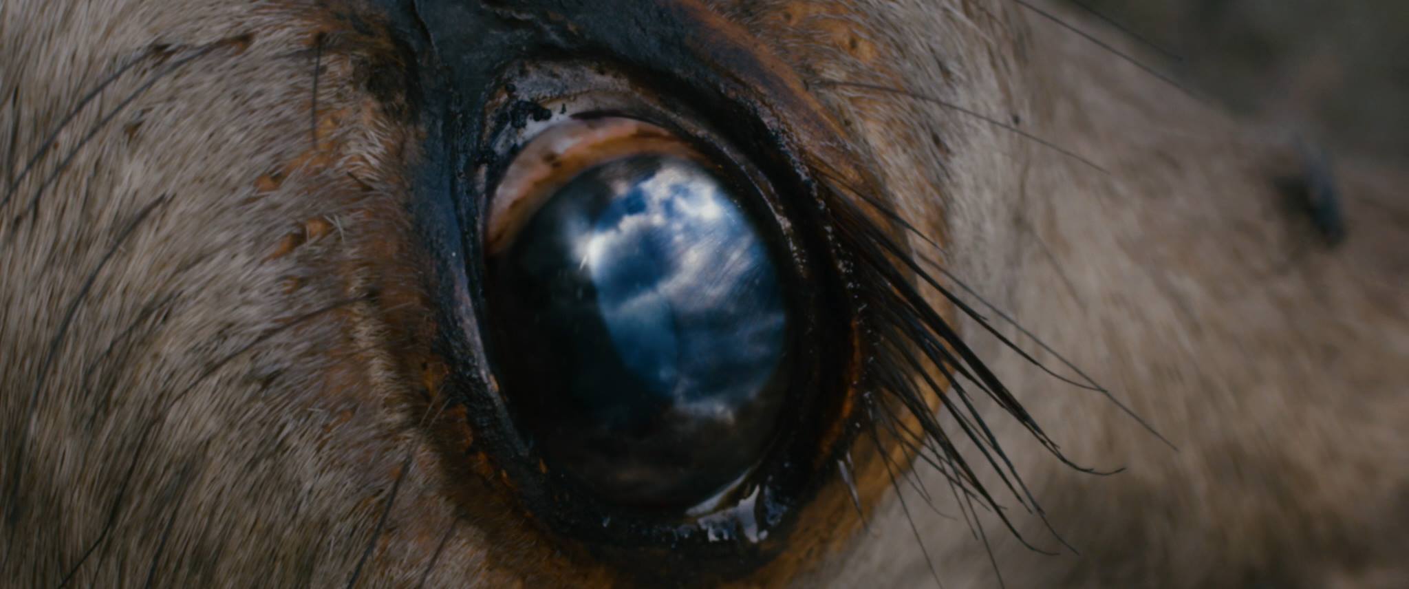 Cortometraje chileno protagonizado por Shenda Román y Cata Saavedra ...