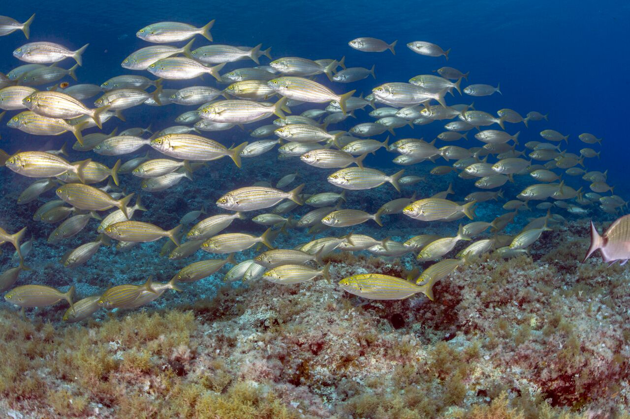 Sylvia Earle, la dama de los océanos: «Piñera tiene la mejor ...