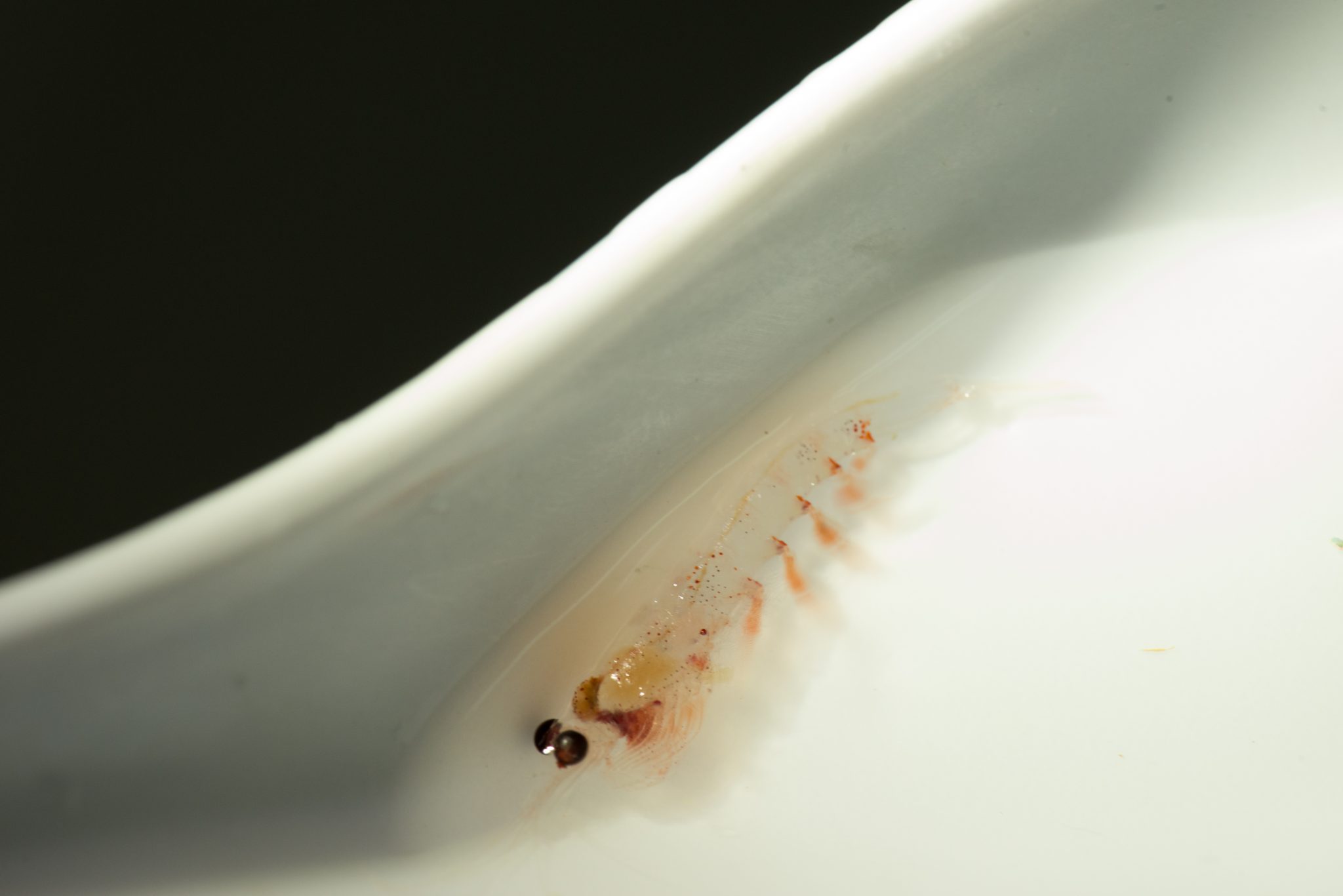 Instituto Milenio de Oceanografía: los sorprendentes organismos que ...