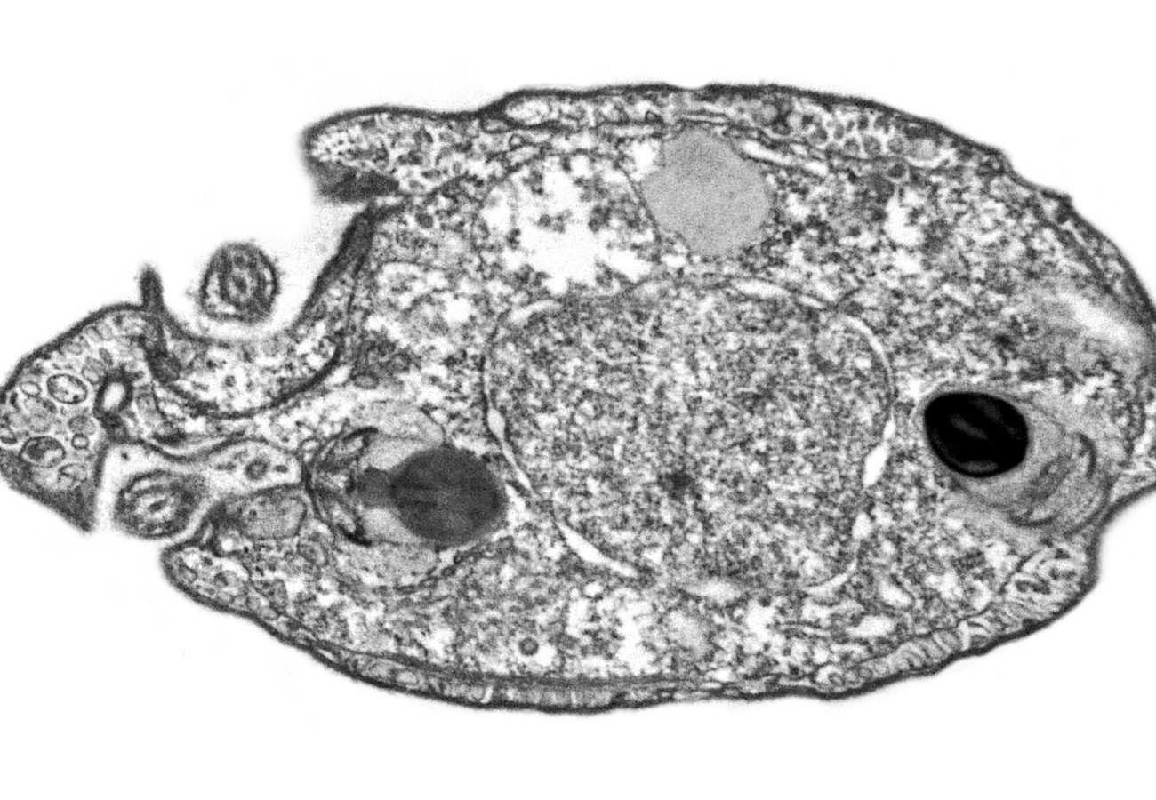 Cuáles son las diez nuevas especies más importantes descubiertas el ...