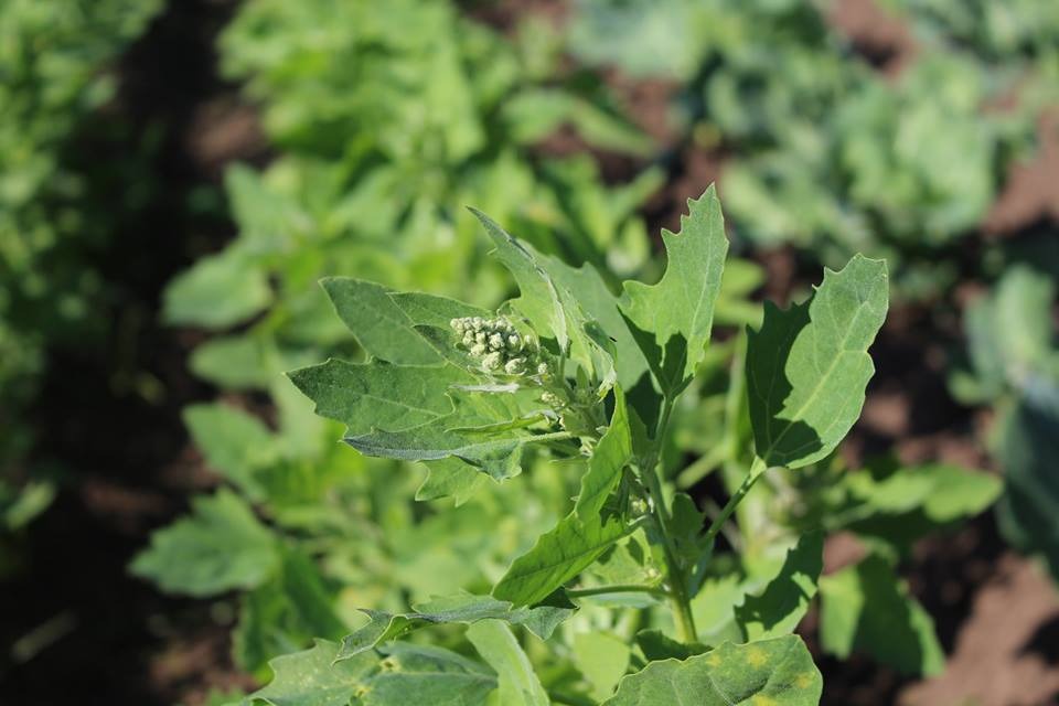 La innovadora idea que revaloriza la quínoa y busca potenciar su hoja ...
