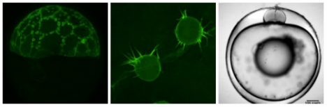 Científicos chilenos revelan nuevo mecanismo que explica por qué se ...