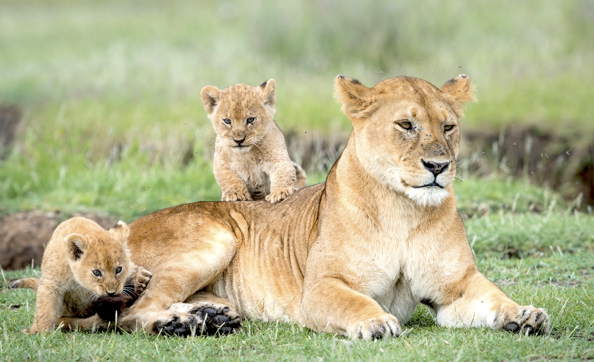 El mundo animal también tiene especies muy trabajadoras