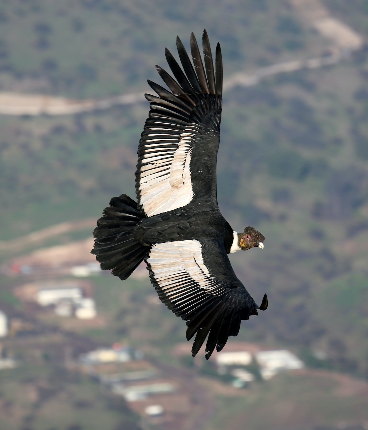 Envenenamiento es la principal causa de muerte de cóndores en el mundo