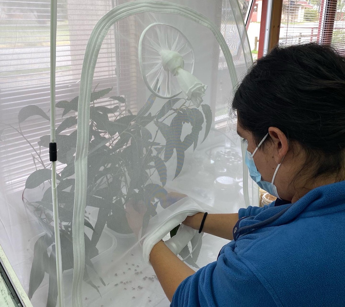 Bioinsecticidas para combatir insectos plaga: una alternativa más ...