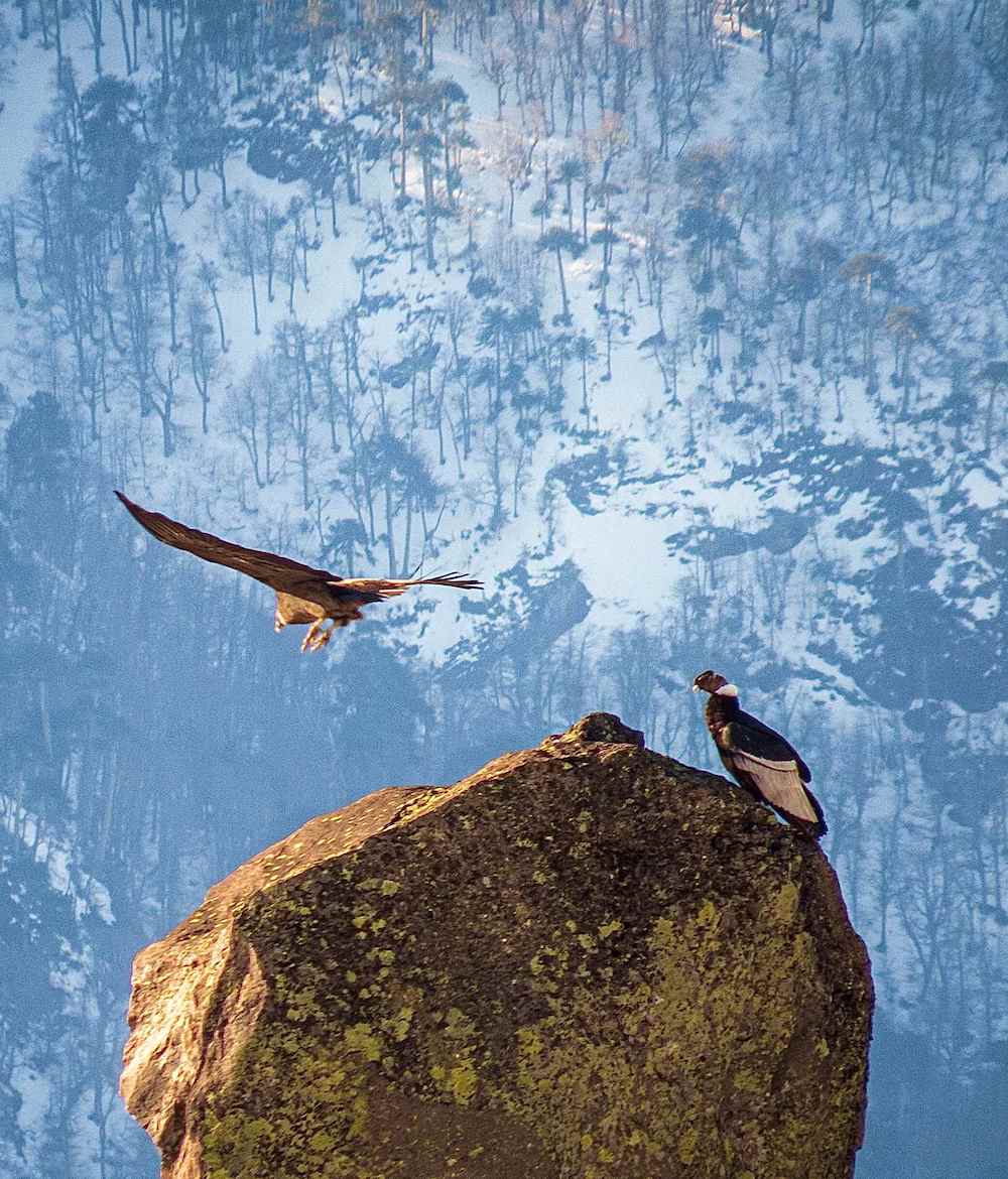 Concurso fotográfico retrató las mejores imágenes de los bosques chilenos