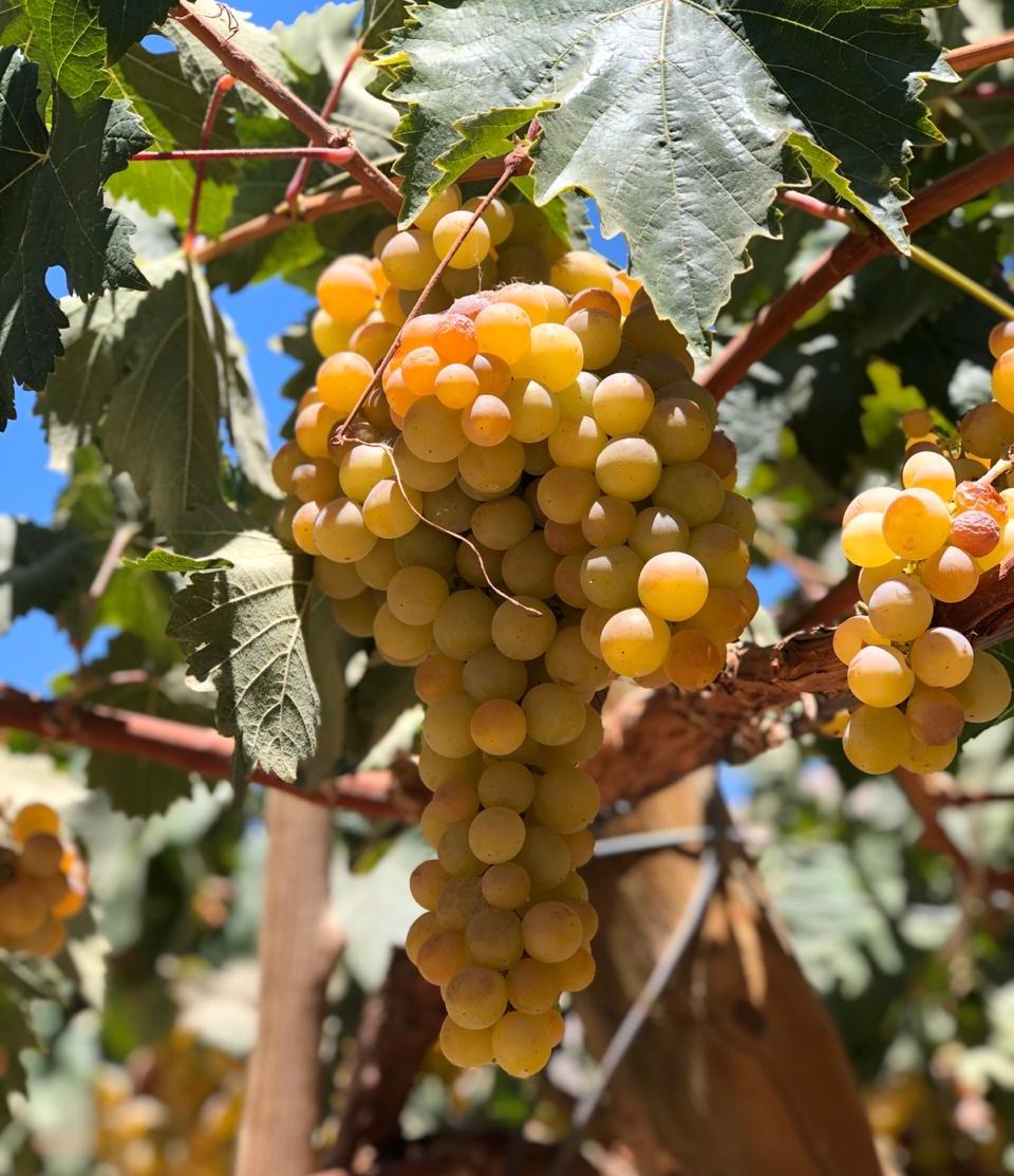 Pisco Chile firma convenio en Francia y México y se posiciona en el ...