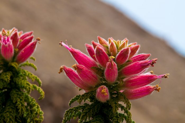 Programa sobre conservación de la flora nativa evitó la extinción de 137 especies en Antofagasta