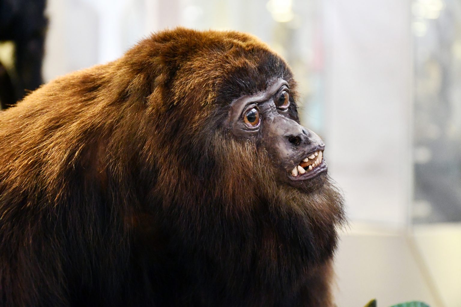 Muestra “Mucho más que monos, primates en el MNHN”