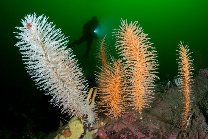 En España exponen impresionantes imágenes del fondo marino chileno