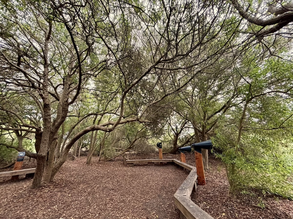 Humedal Río Maipo: un parque costero gratuito para apreciar la ...