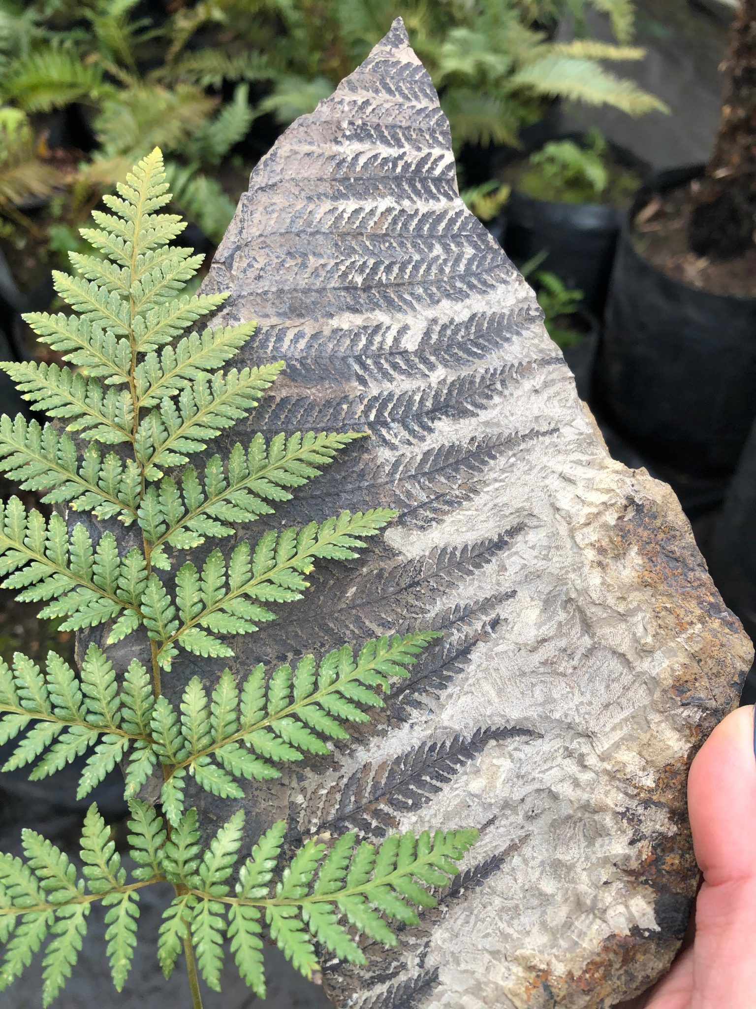 Estudio: fósiles de plantas de Atacama y Antártica revelan una historia ...