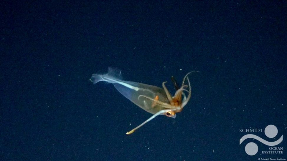 Científicos filman por primera vez al raro calamar colosal