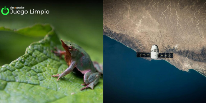 Ranitas de Darwin le hacen el quite a la extinción y el monitoreo ...